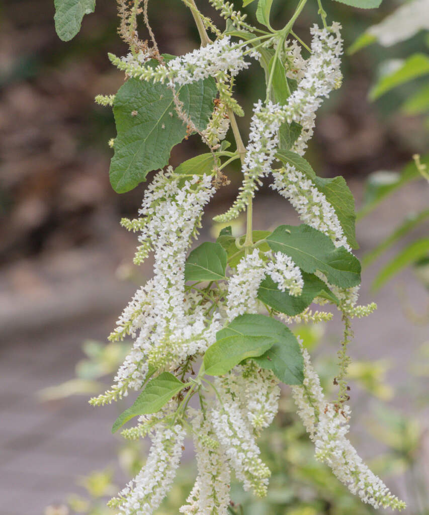 Buddleia – White, White Butterfly Bush | PlantVine