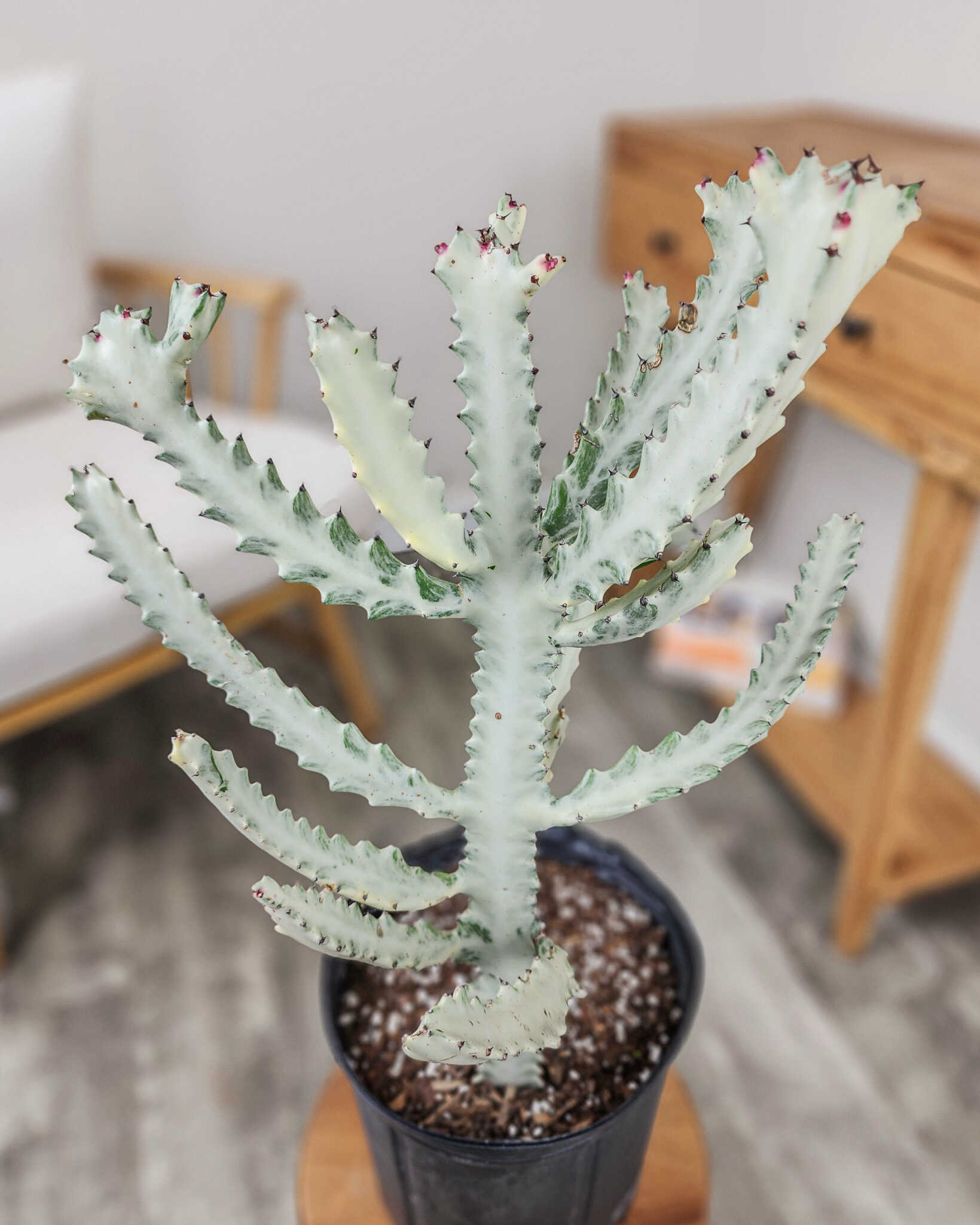 White Ghost Cactus | PlantVine