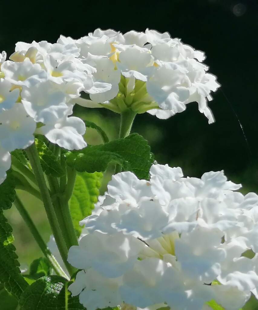 White Lantana camara | PlantVine