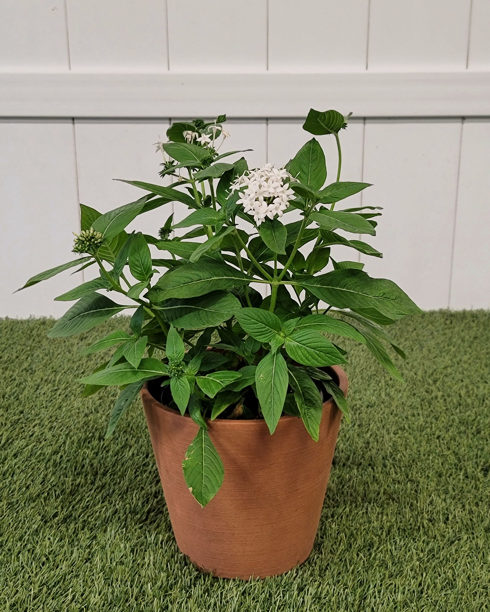 White Pentas lanceolata, White Egyptian Star Cluster | PlantVine