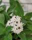 White Pentas lanceolata, White Egyptian Star Cluster | PlantVine