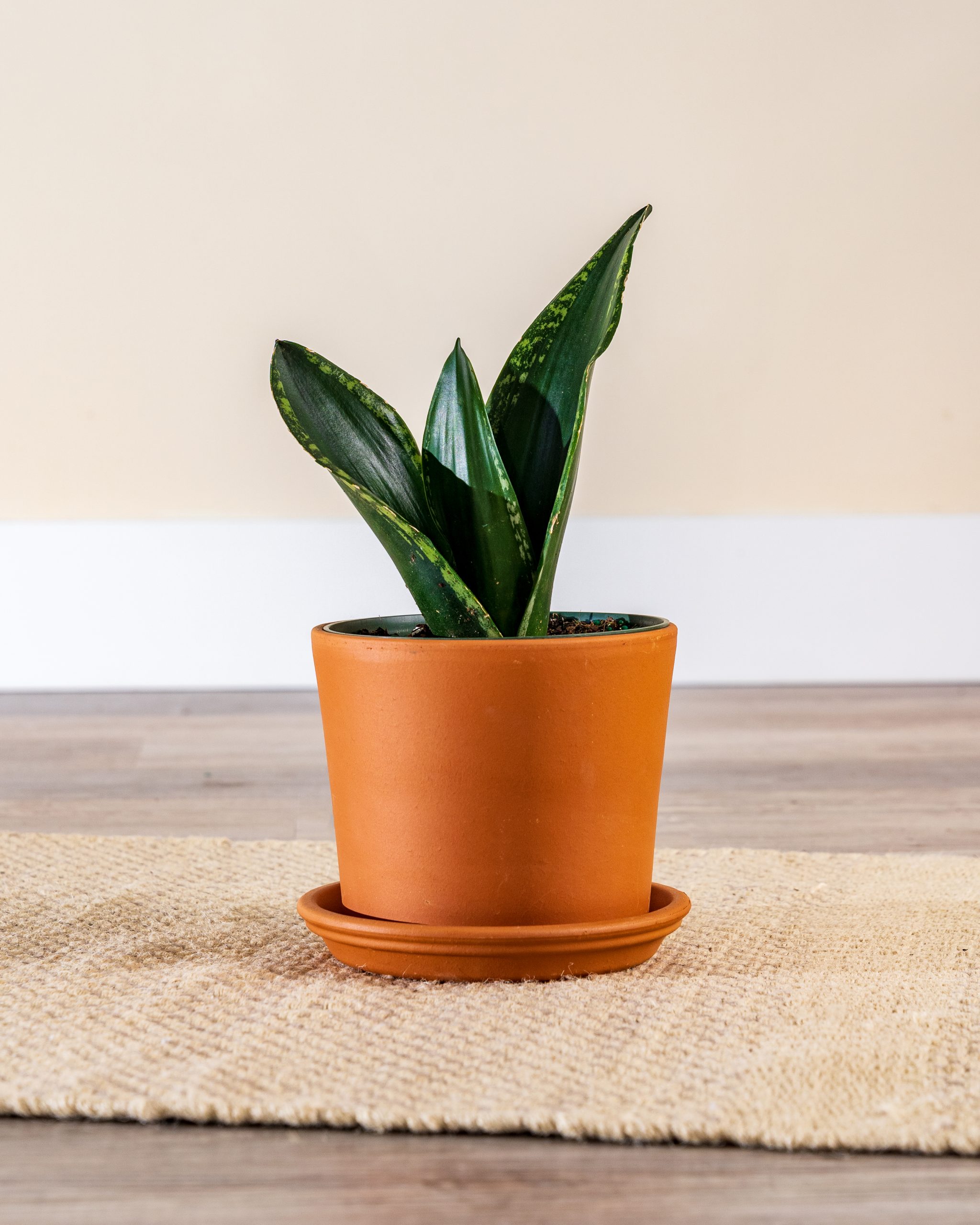 Buy Sansevieria 'Whitney', Snake Plant | Free Shipping over $100