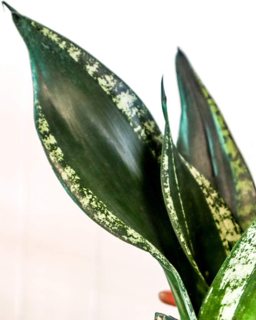 Sansevieria ‘Whitney’, Snake Plant