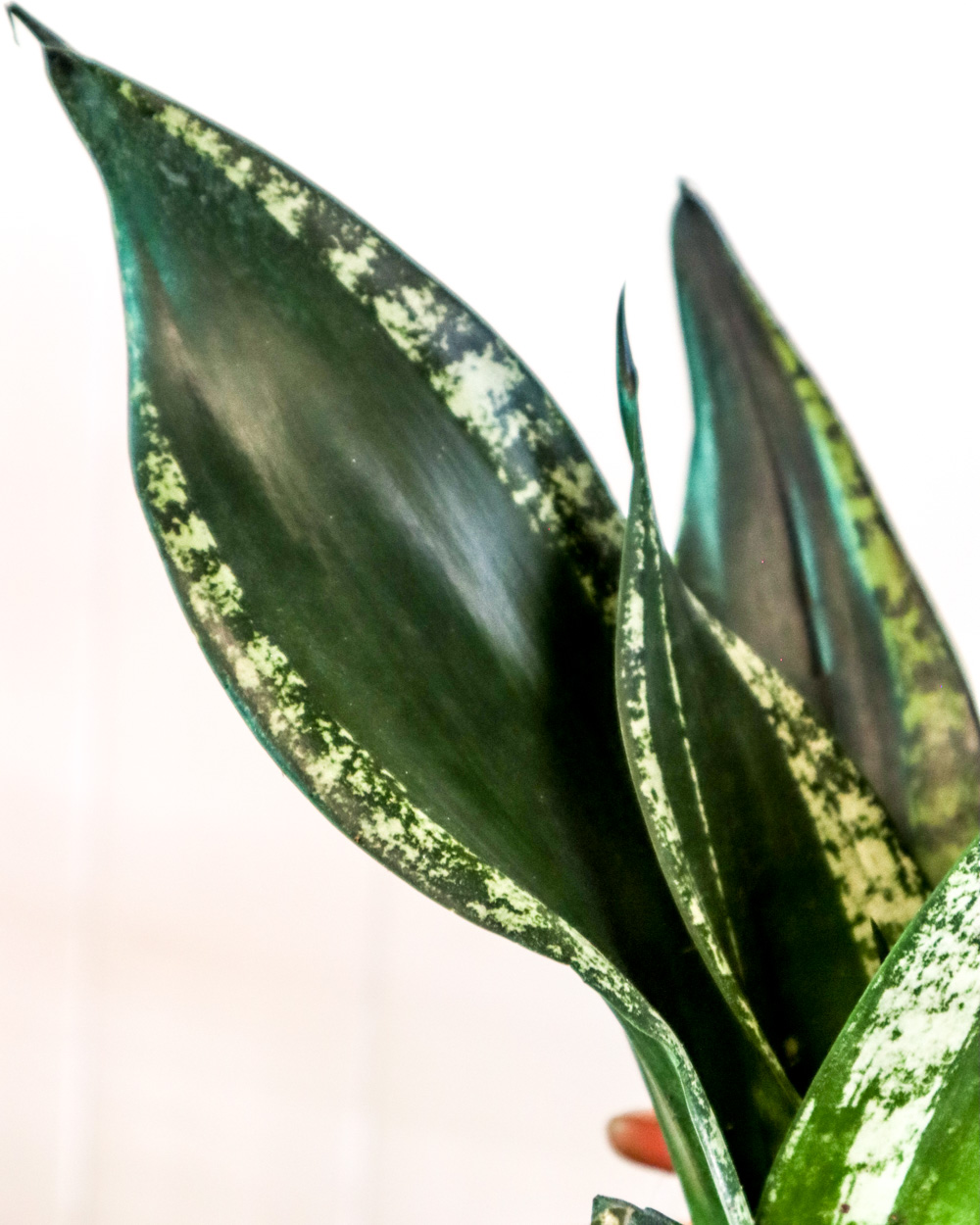 Leaves