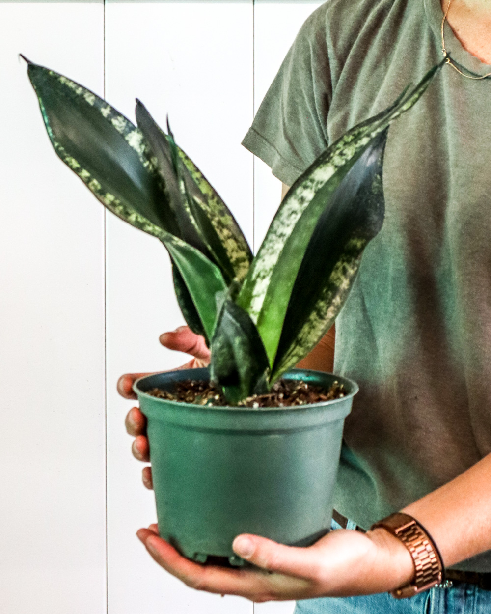 Buy Sansevieria 'Whitney', Snake Plant | Free Shipping over $100