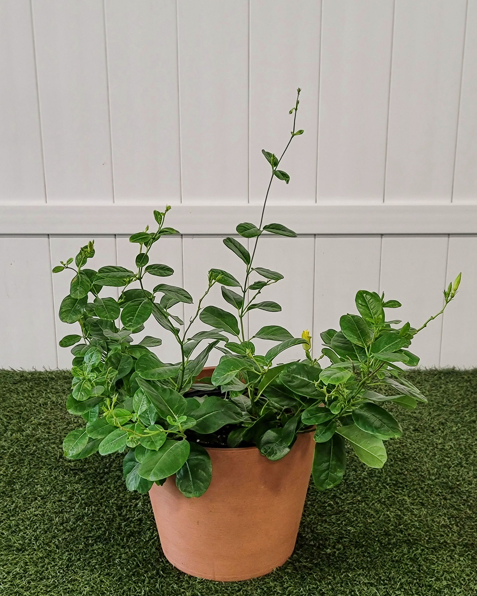 Wild Allamanda | PlantVine