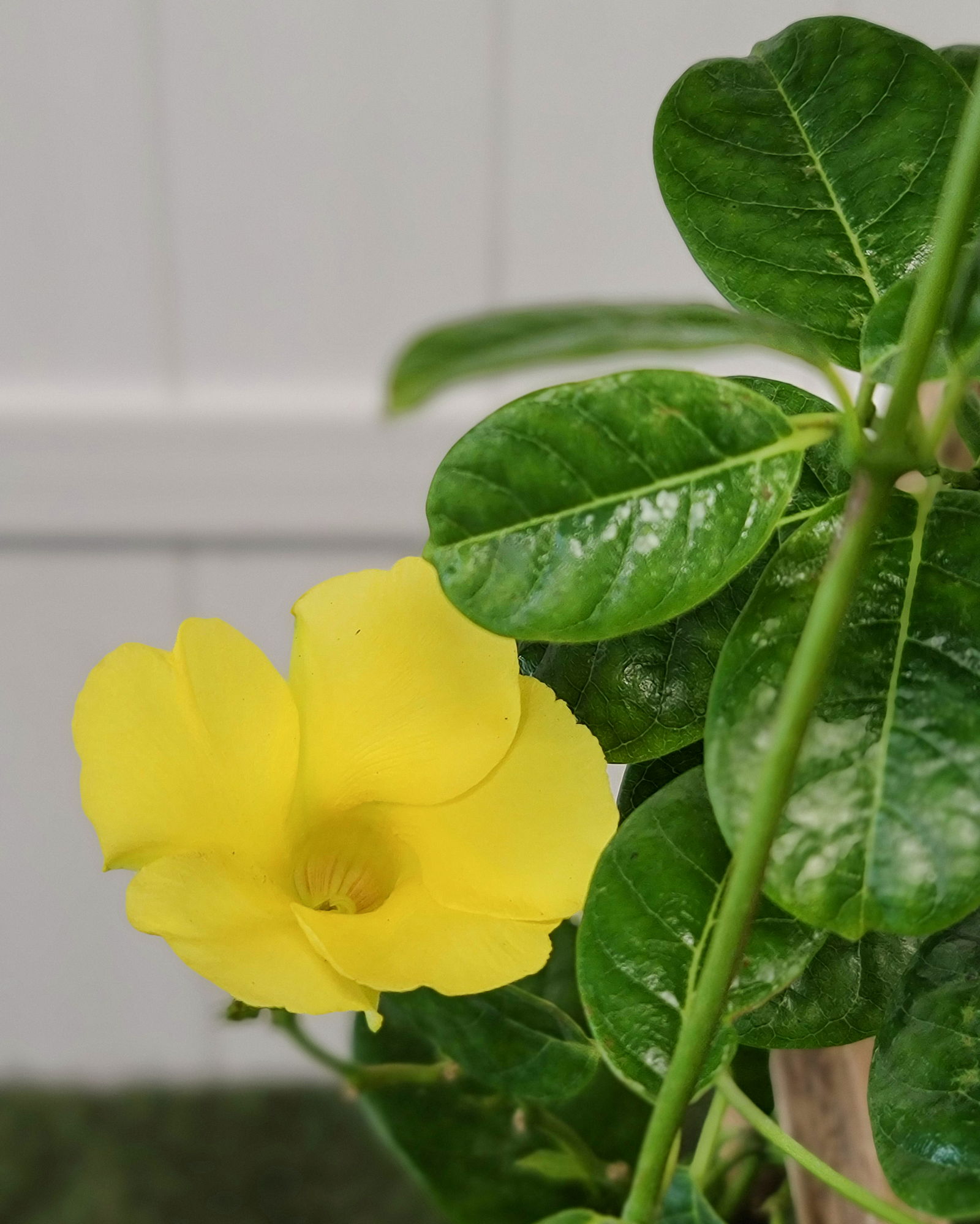 Wild Allamanda | PlantVine