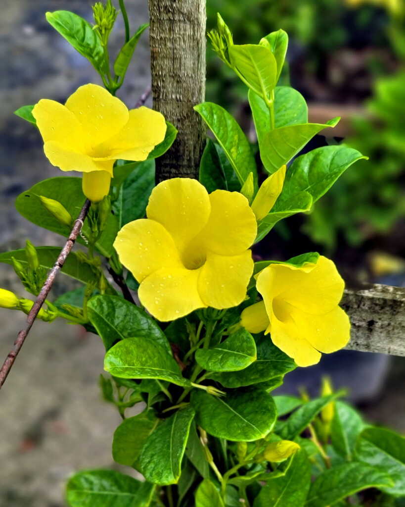 Wild Allamanda | PlantVine