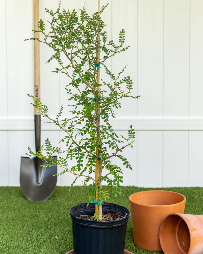 Zanthoxylum fagara, Wild Lime | PlantVine