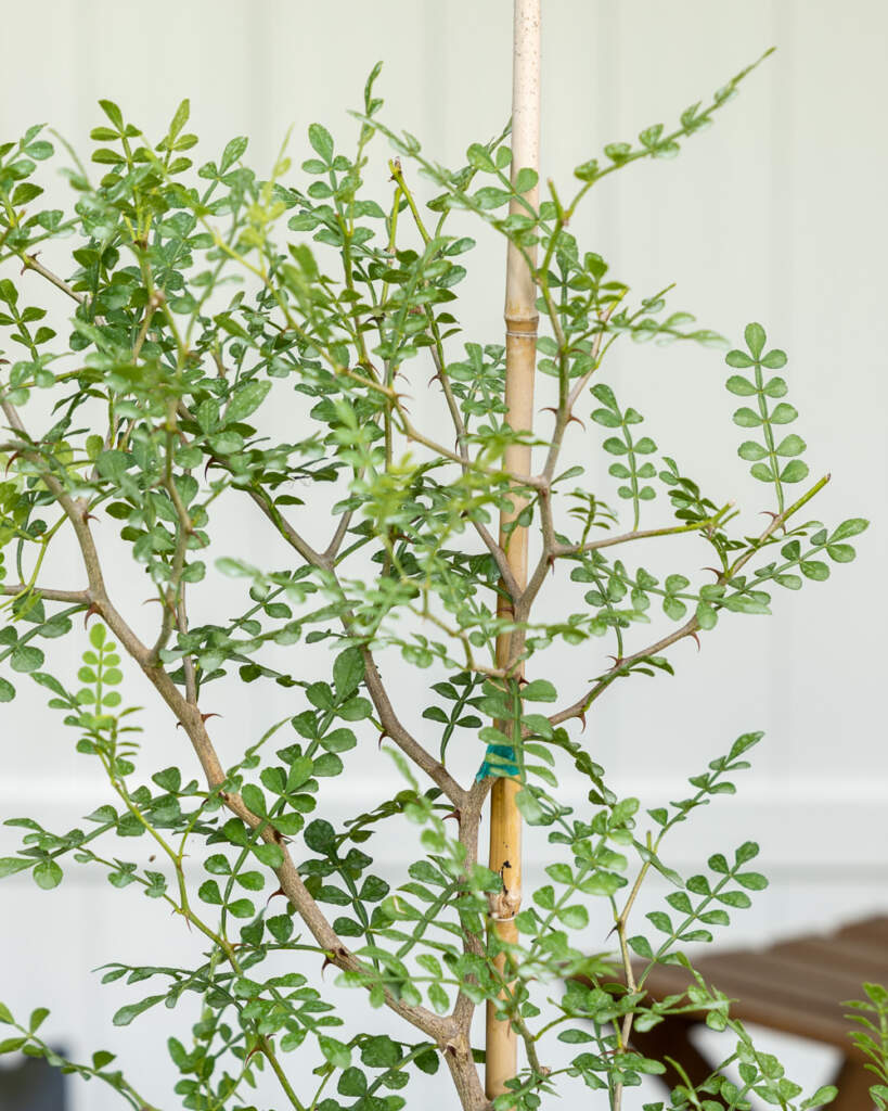 Zanthoxylum fagara, Wild Lime | PlantVine