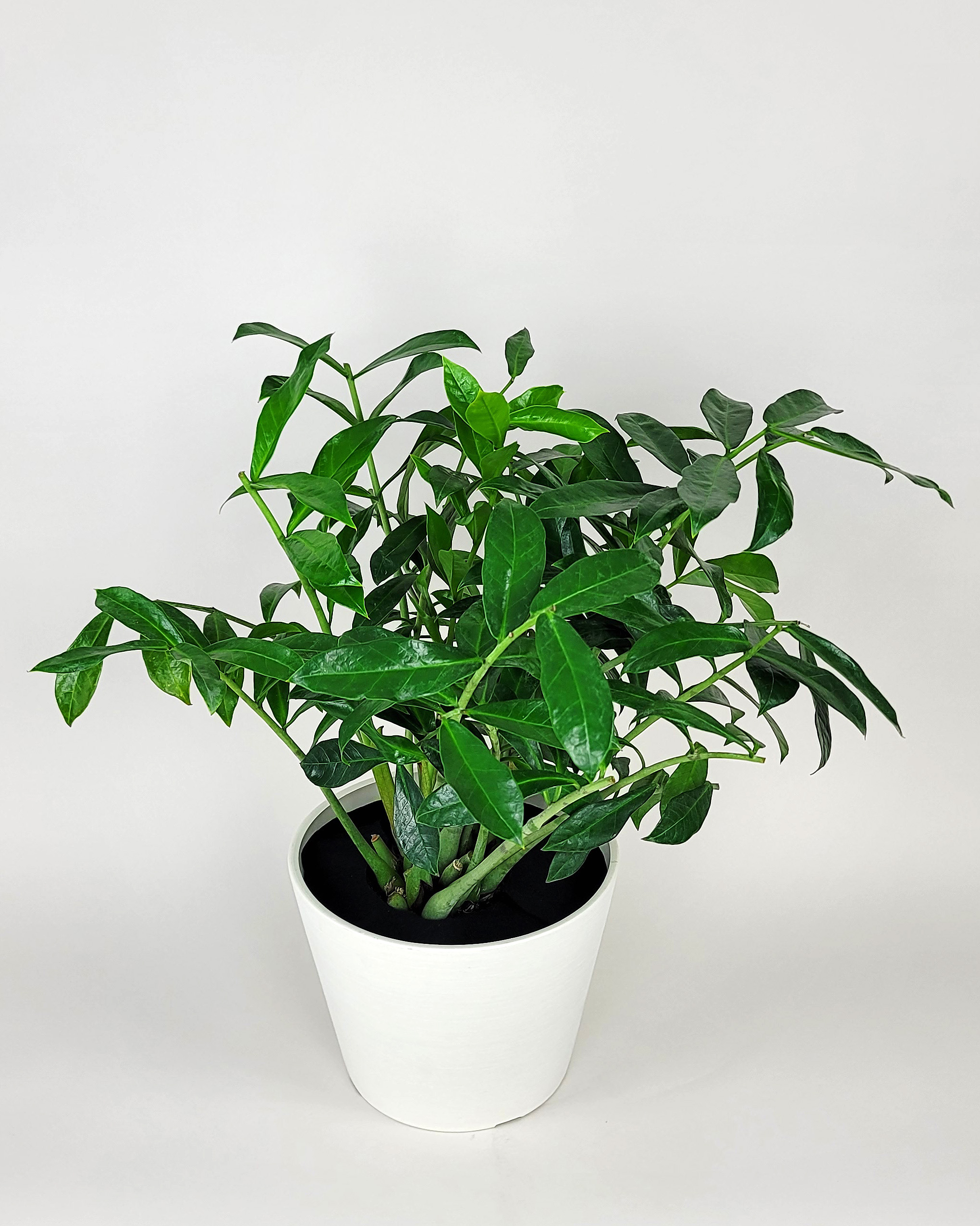 ZZ Plant – Natural Form | PlantVine