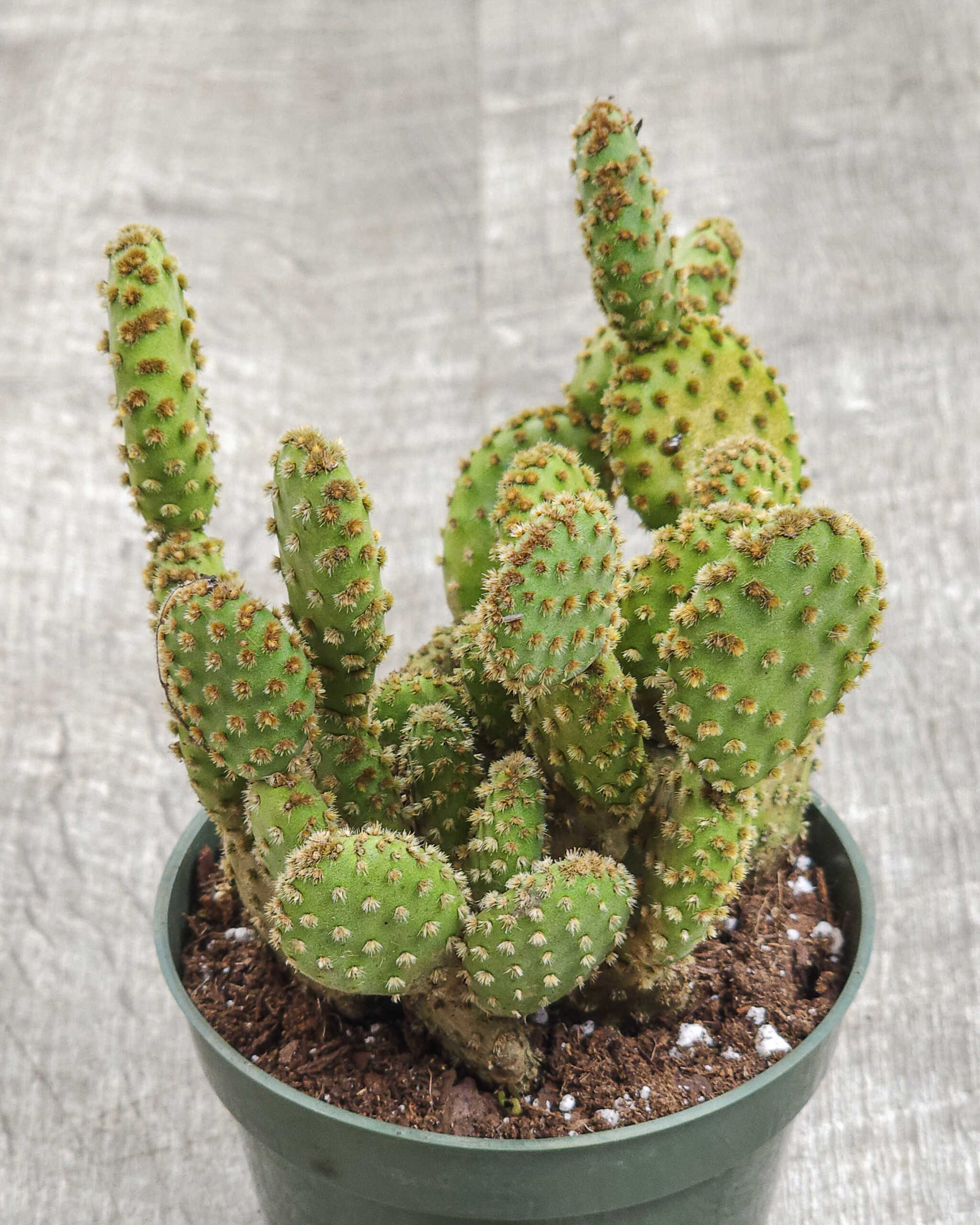 Cactus Varieties | PlantVine