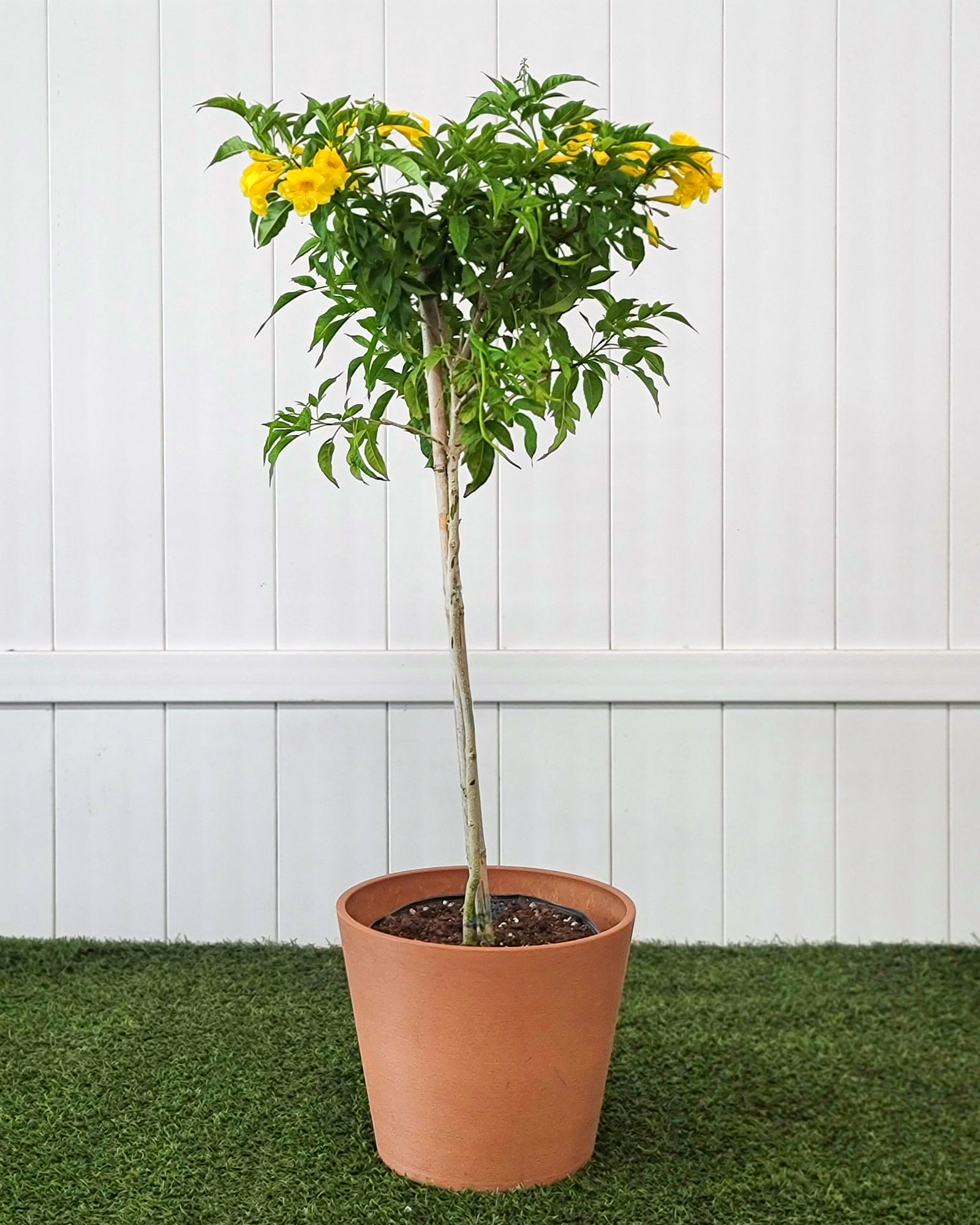 Buy Esperanza Plant, Tecoma Stans Online | Yellow Elder Plant