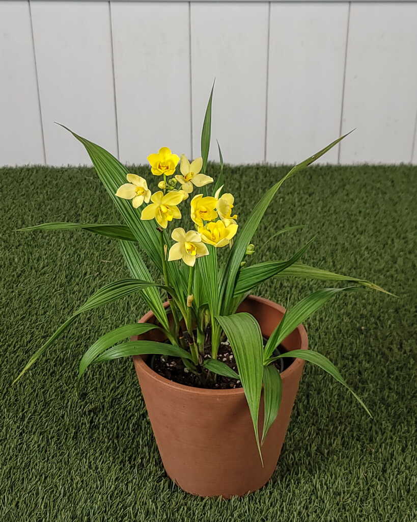 Yellow Ground Orchid | PlantVine