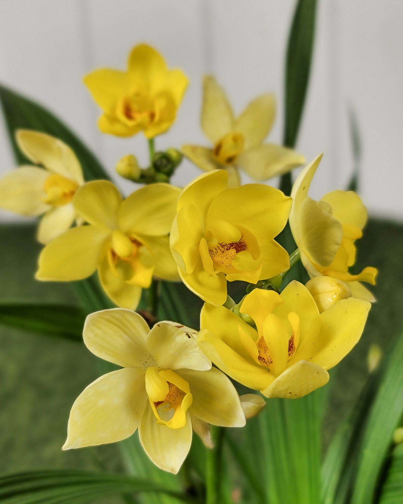 Yellow Ground Orchid | PlantVine