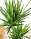 Buy Yucca Tree For Indoors | Free delivery over $100.