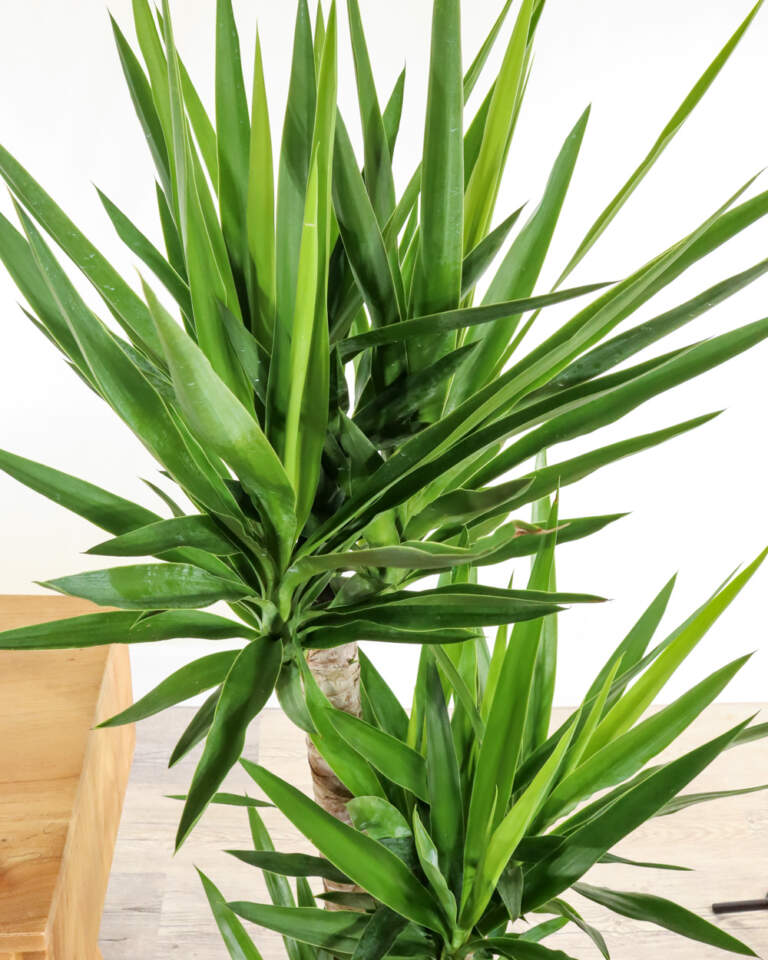 Buy Yucca Tree For Indoors | Free delivery over $100.