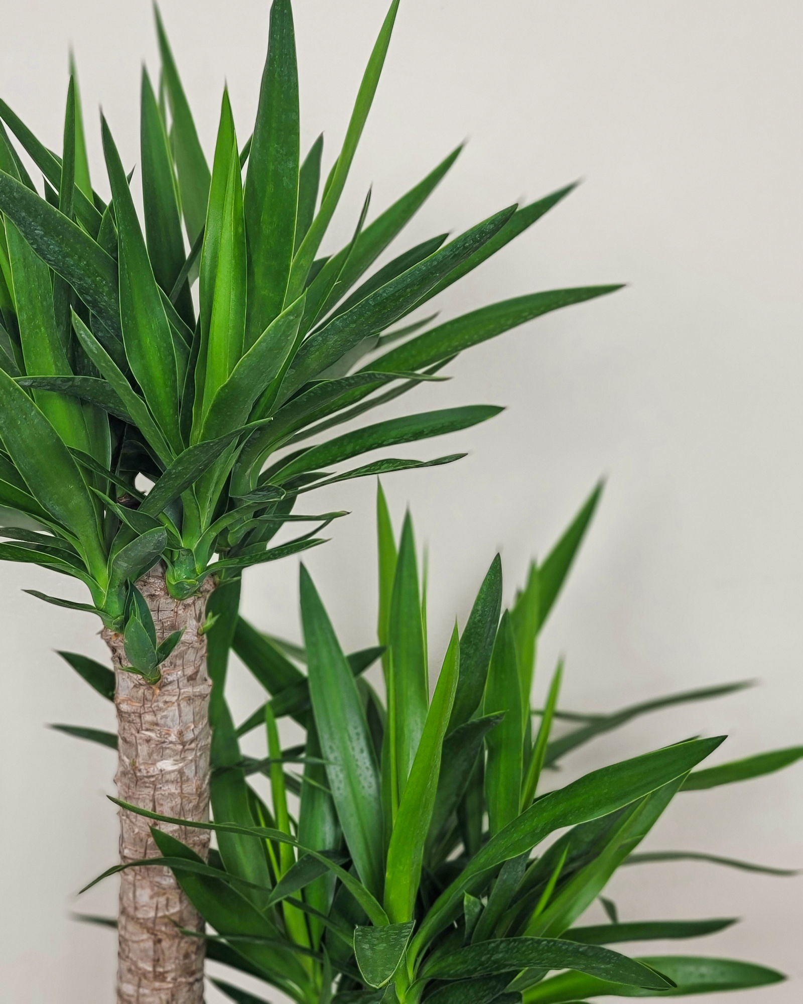 Buy Yucca Tree For Indoors | Free delivery over $100.