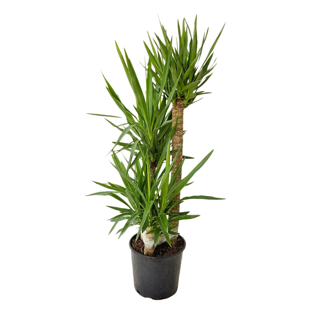 Buy Yucca | Free Shipping over $100