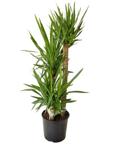 Buy Yucca | Free Shipping over $100