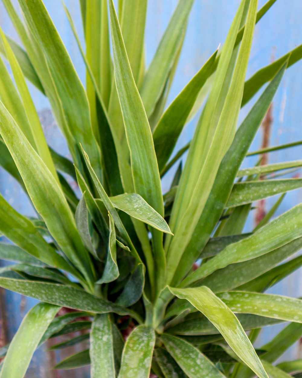 Buy Yucca | Free Shipping over $100