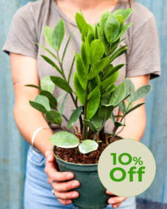 PlantVine's Weekly Plant Sale | PlantVine