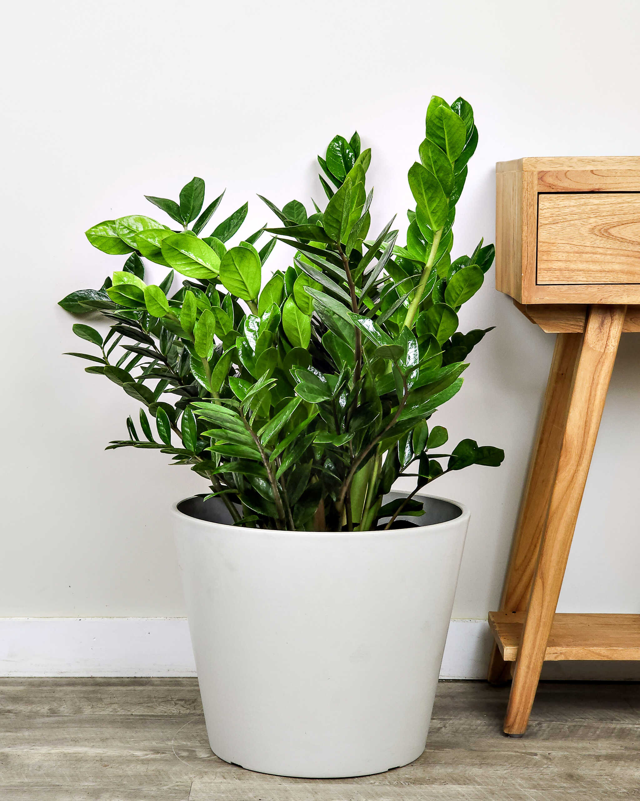 Buy Large ZZ Plant, Zamioculcas Zamiifolia Online | PlantVine