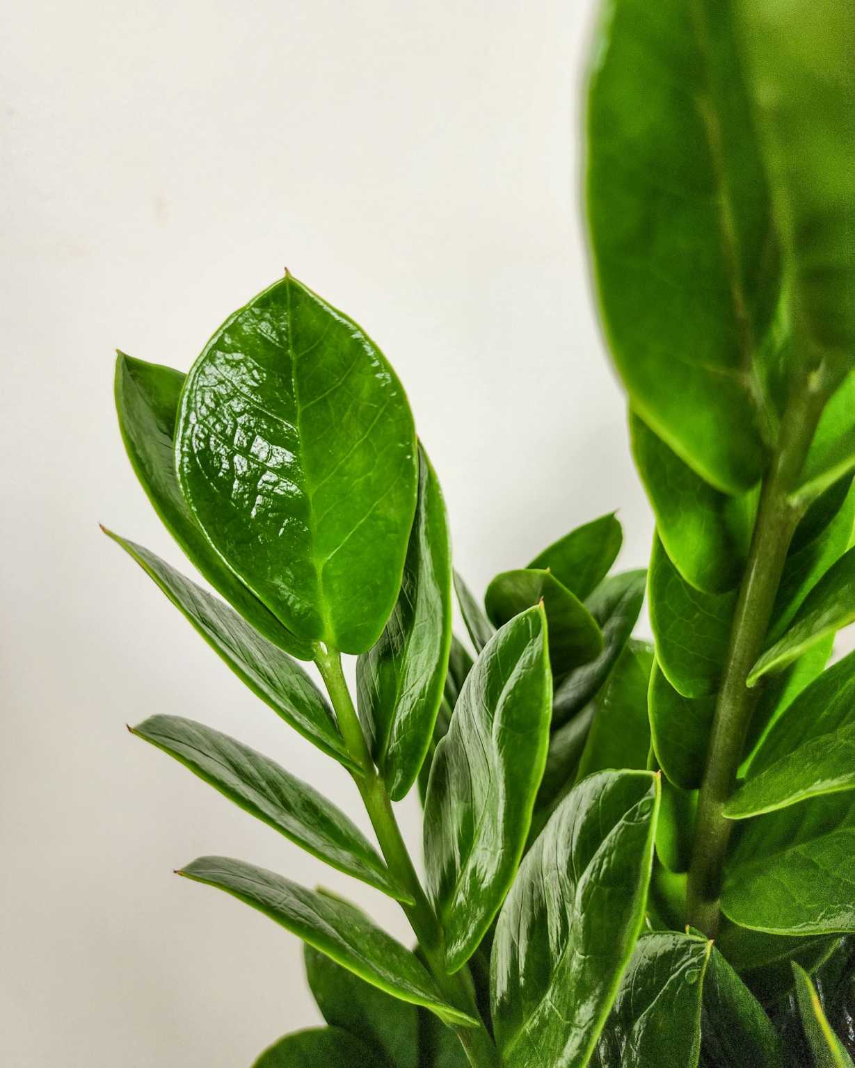 Best Plants for Dark Bathrooms | PlantVine