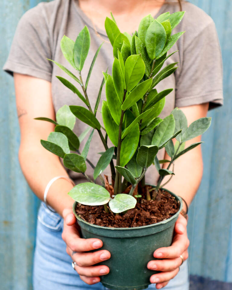Buy Large ZZ Plant, Zamioculcas Zamiifolia Online | PlantVine
