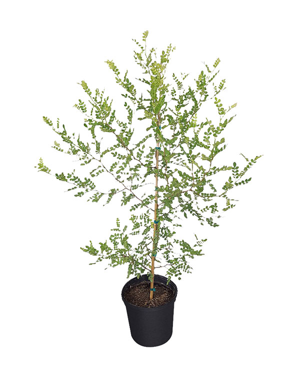 Buy Zanthoxylum fagara, Wild Lime | Free Shipping over $100