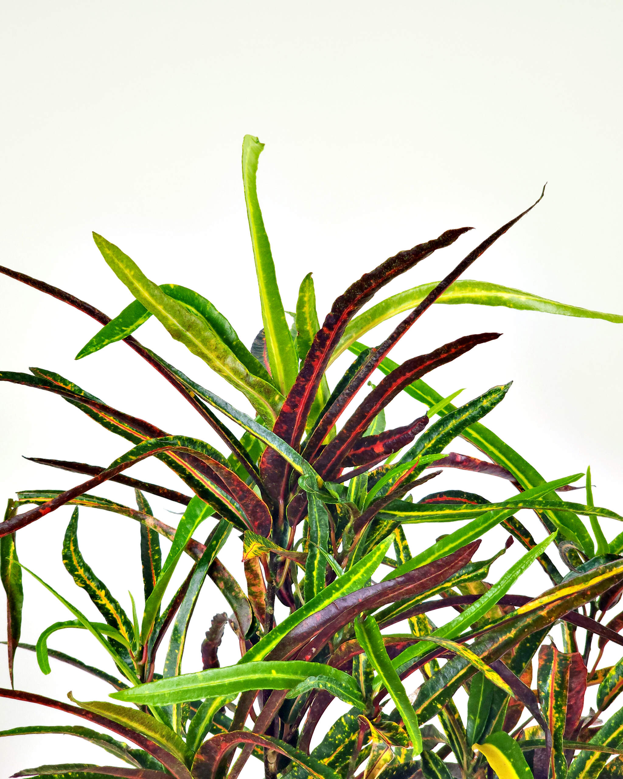 Croton ‘Zanzibar’ | PlantVine