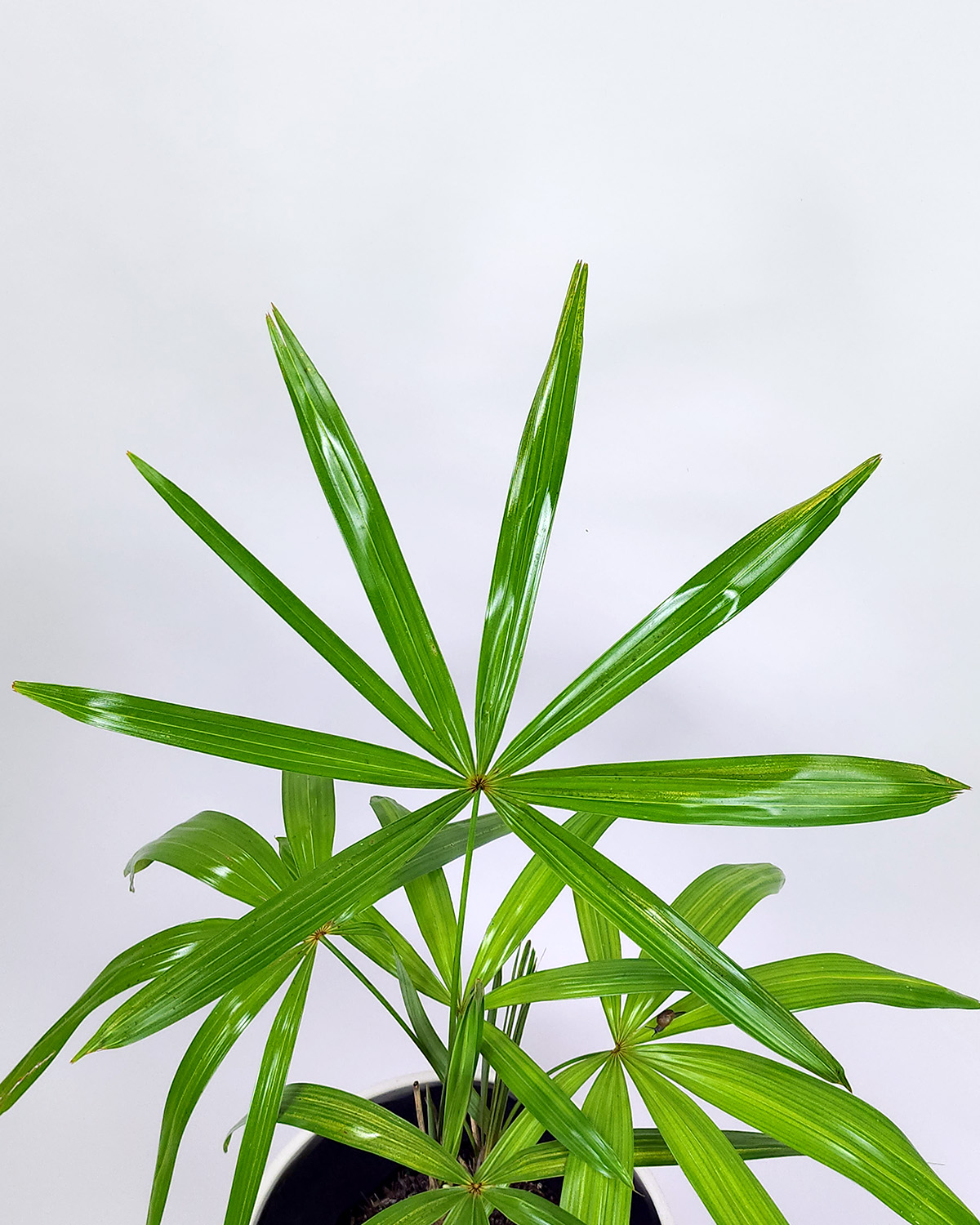 Zombie Palm | PlantVine