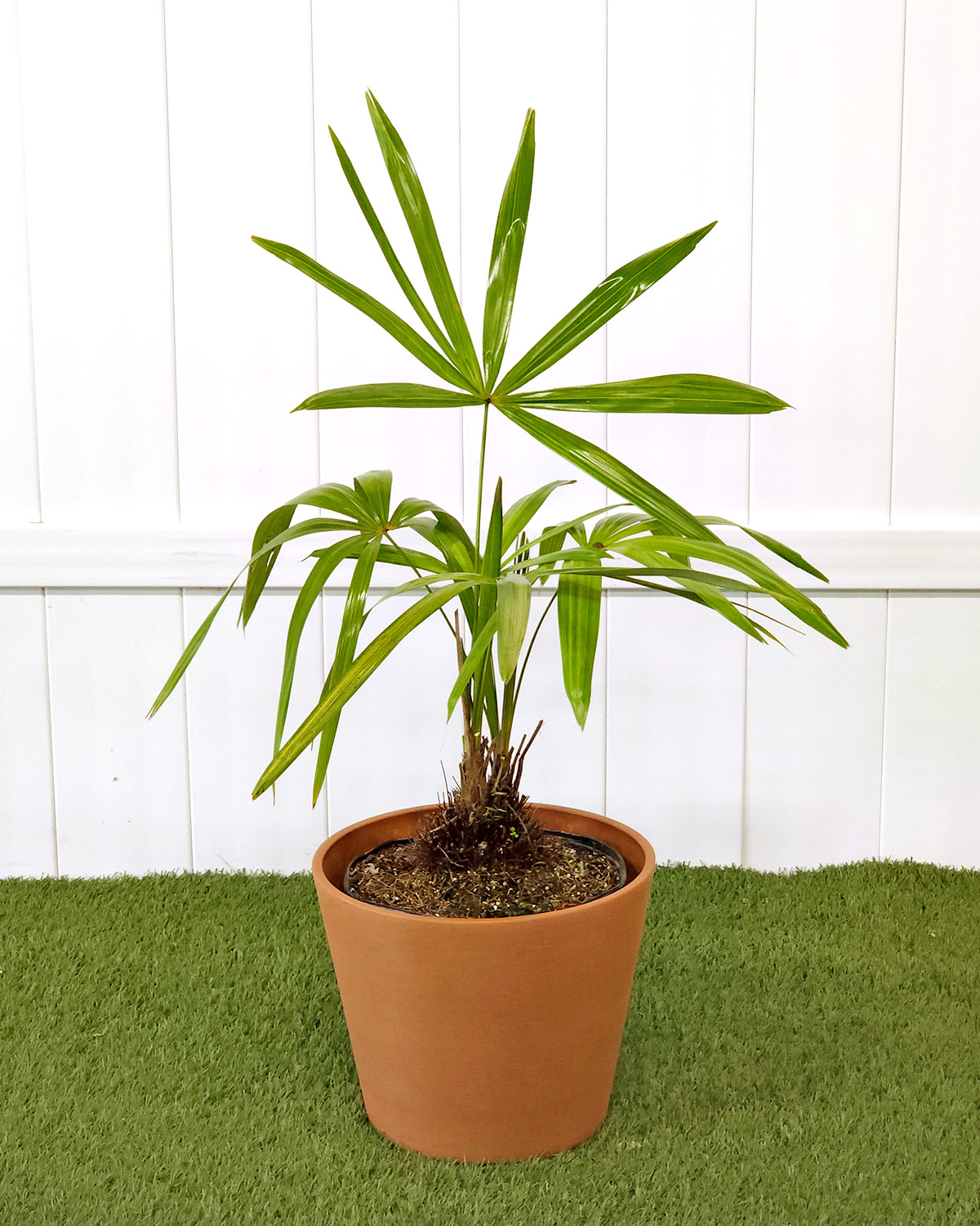 Zombie Palm | PlantVine