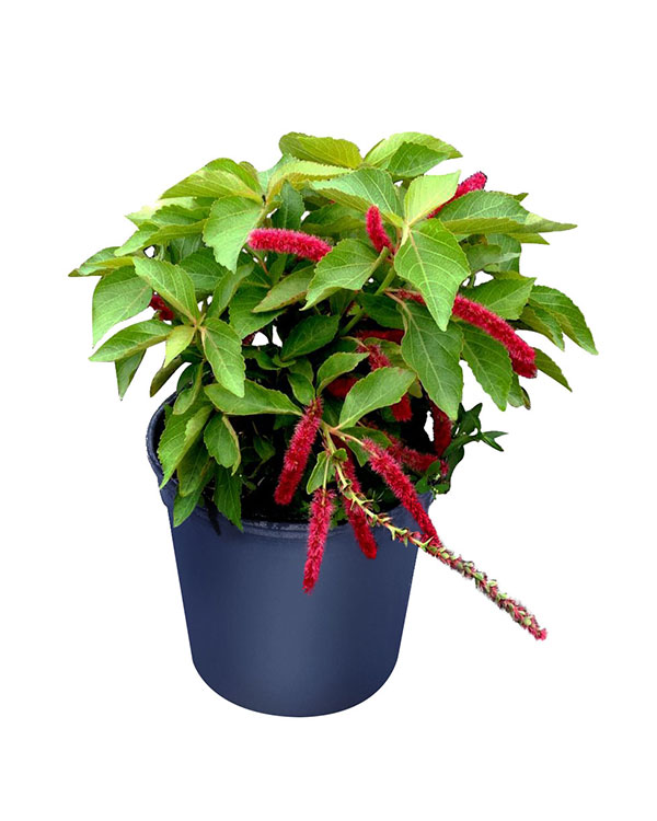 Buy Acalypha hispida, Chenille Plant | Free Shipping over $100