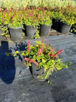 Acalypha pendula, Dwarf Trailing Chenille Plant, Firetail | PlantVine