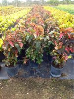 Acalypha pendula, Trailing Chenille Plant, Firetail | PlantVine