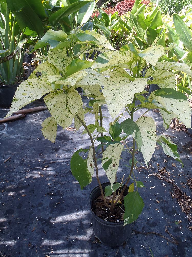 Acalypha wilkesiana 'Java White', Copperleaf | PlantVine