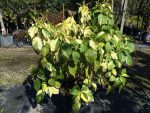 Acalypha wilkesiana 'Java White', Copperleaf | PlantVine