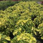 Acalypha wilkesiana 'Java White', Copperleaf | PlantVine