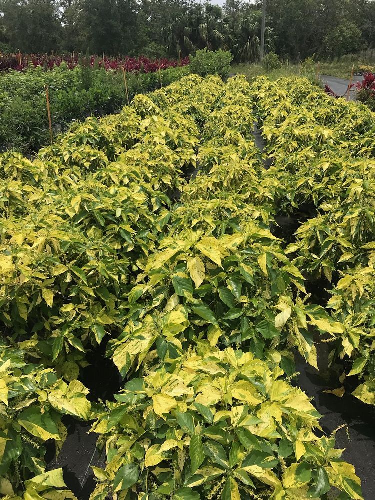 Acalypha wilkesiana 'Java White', Copperleaf | PlantVine