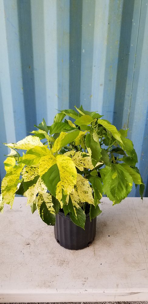Acalypha wilkesiana 'Java White', Copperleaf | PlantVine