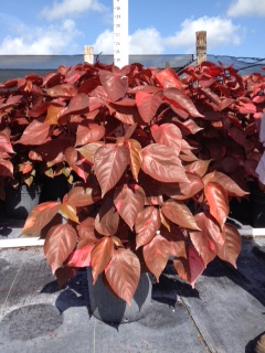 Acalypha wilkesiana 'Louisiana Red', Copperleaf | PlantVine