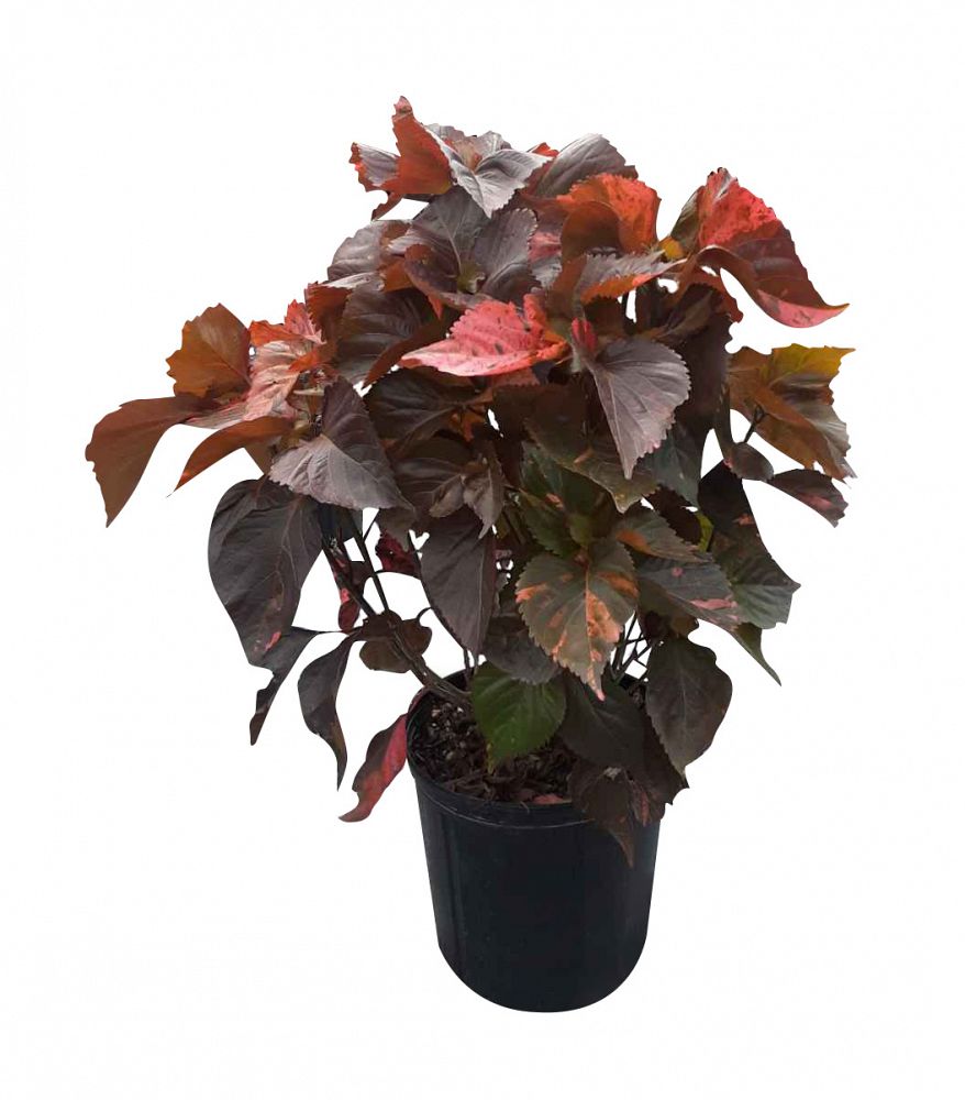 Acalypha Wilkesiana Louisiana Red Copperleaf Plantvine