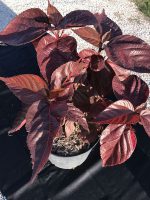 Acalypha wilkesiana 'Louisiana Red', Copperleaf | PlantVine
