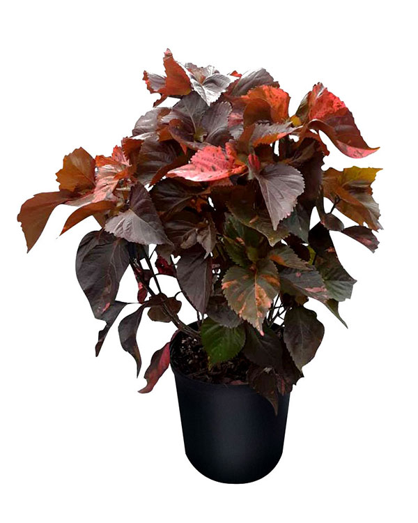 Buy Acalypha wilkesiana 'Louisiana Red', Copperleaf | Free Shipping ...