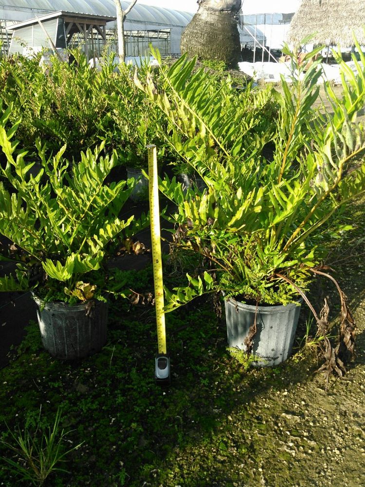 Acrostichum danaeifolium, Leather Fern | PlantVine