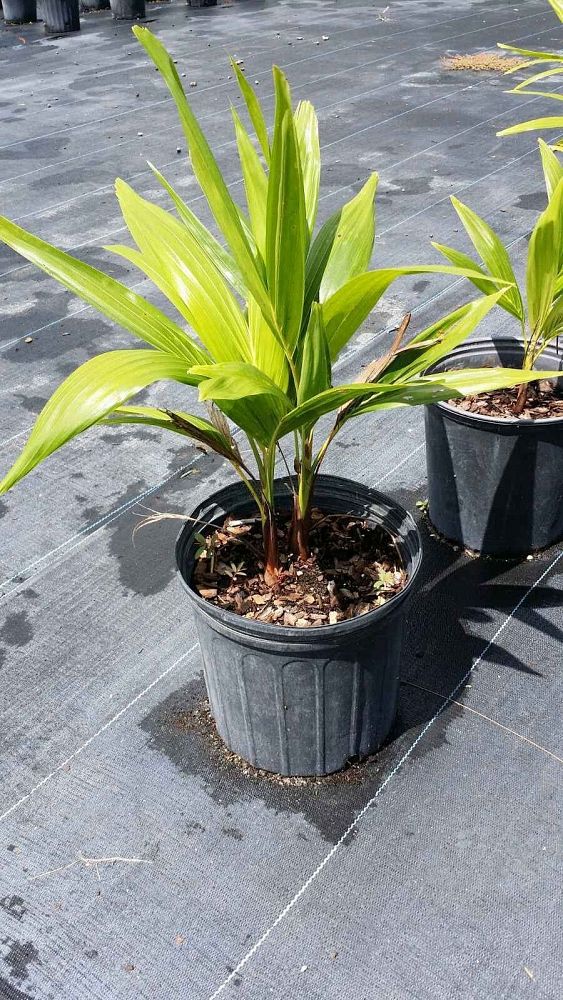 Veitchia merrillii, Christmas Palm, Adonidia merrillii | PlantVine