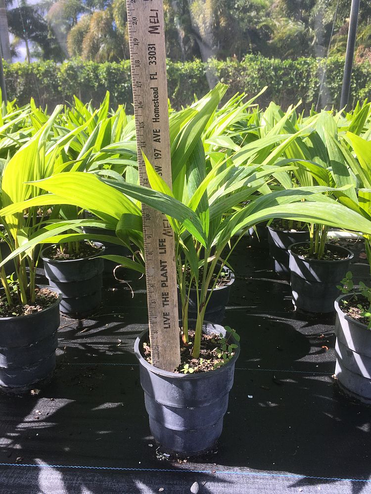 Veitchia merrillii, Christmas Palm, Adonidia merrillii | PlantVine