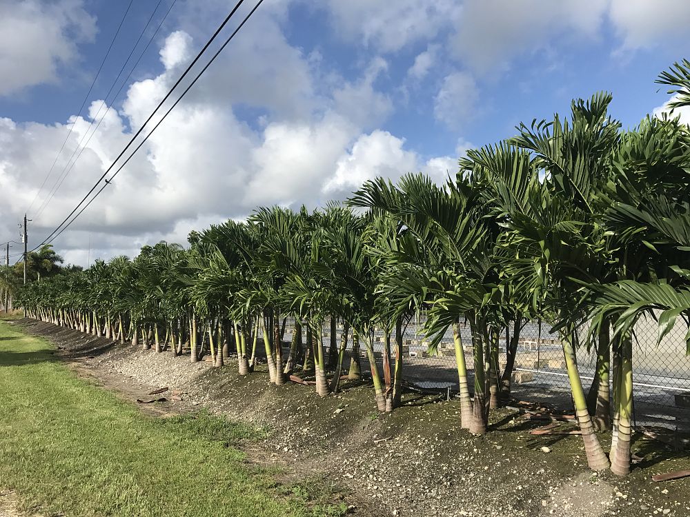 Veitchia merrillii, Christmas Palm, Adonidia merrillii | PlantVine