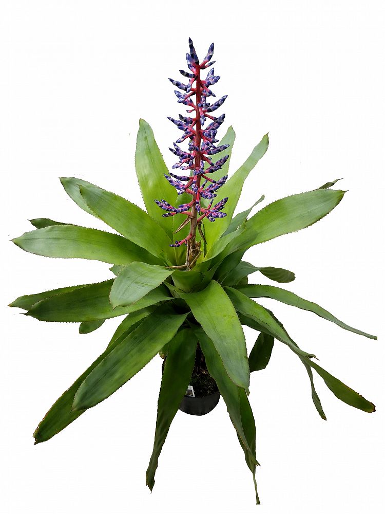 Aechmea 'Del Mar', Bromeliad 'Dwarf Blue Tango' | PlantVine